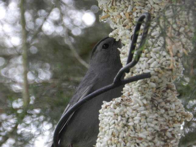 Wild Birds Unlimited - Nature Shop