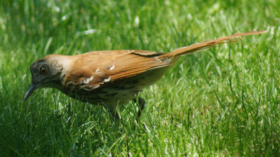 Wild Birds Unlimited - Nature Shop